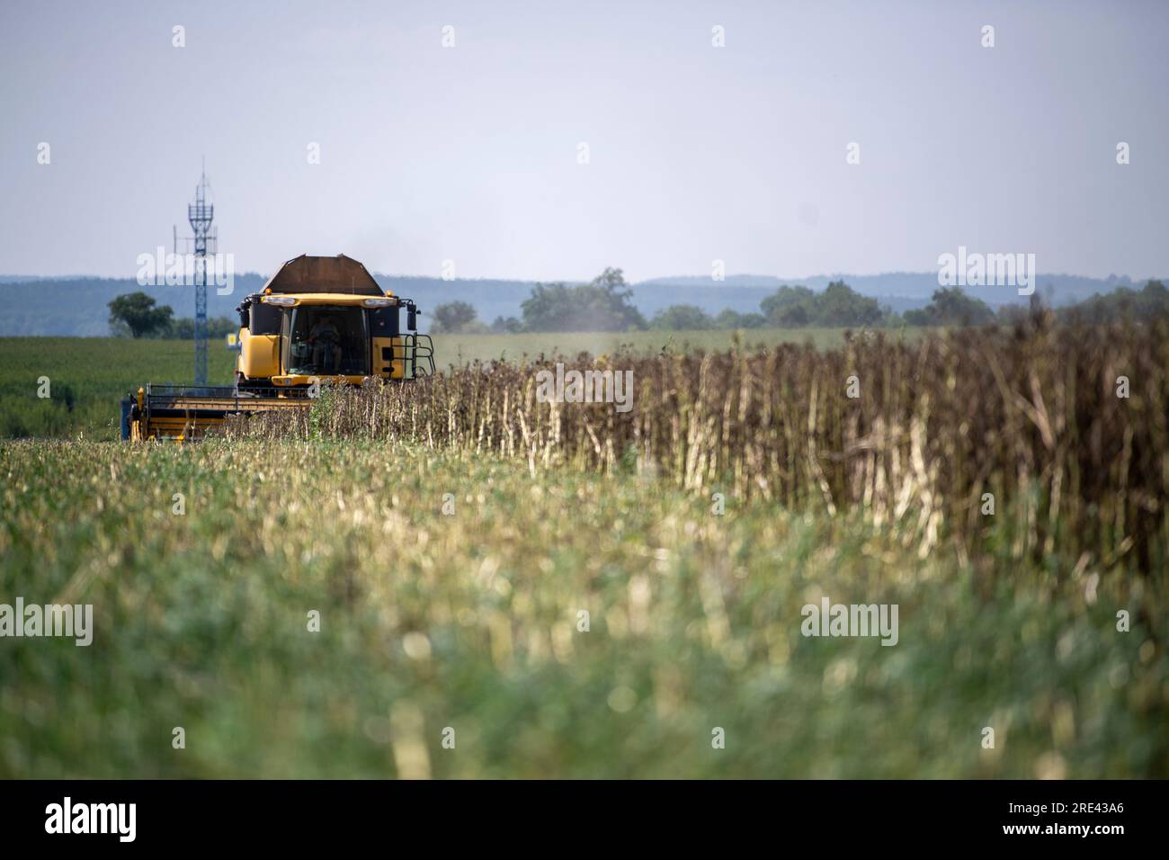 Pardubice, Czech Republic. 24th July, 2023. A combine harvester ...