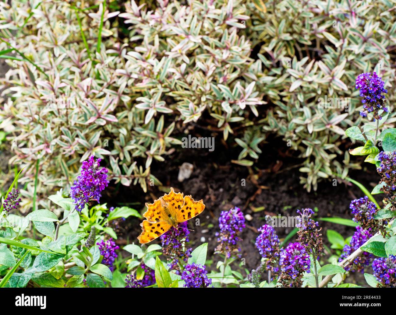 Yorkshire butterfly hi-res stock photography and images - Alamy