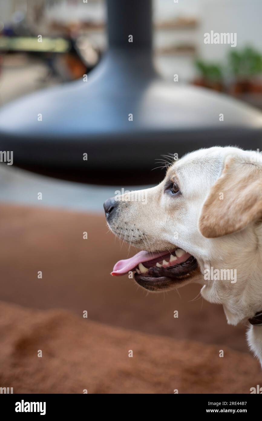 A young labrador dog in a stylish home with fire place in the ...