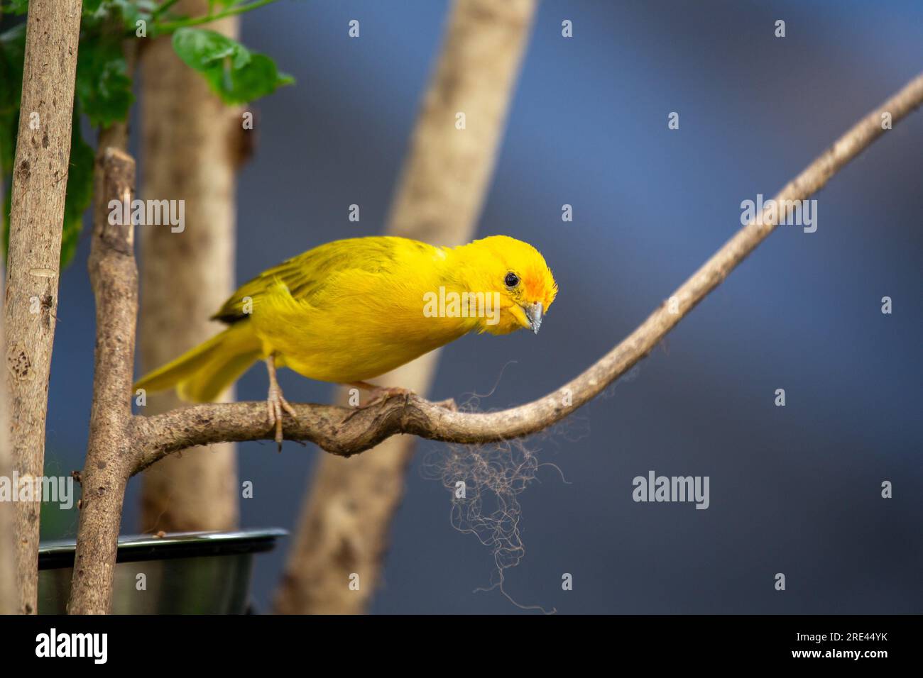 The Saffron Finch, scientifically known as Sicalis flaveola, is a ...