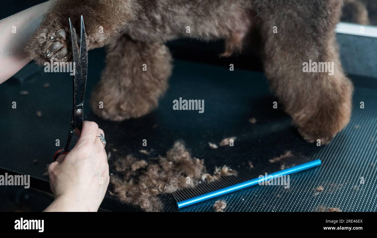 A woman cuts the hair on the paw of a brown curly dog with scissors ...