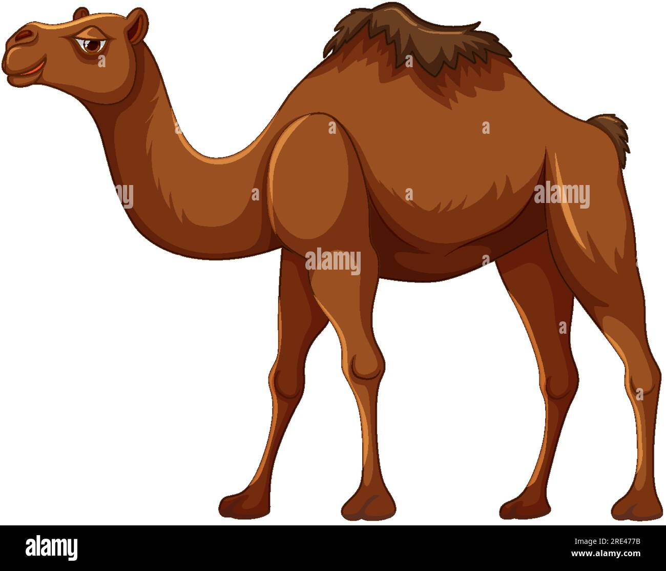 A vector cartoon illustration of a camel walking, isolated on a white ...