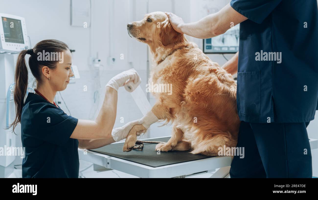 Female and Male Veterinarians Doing Health Check Ups on a Visiting Pet ...