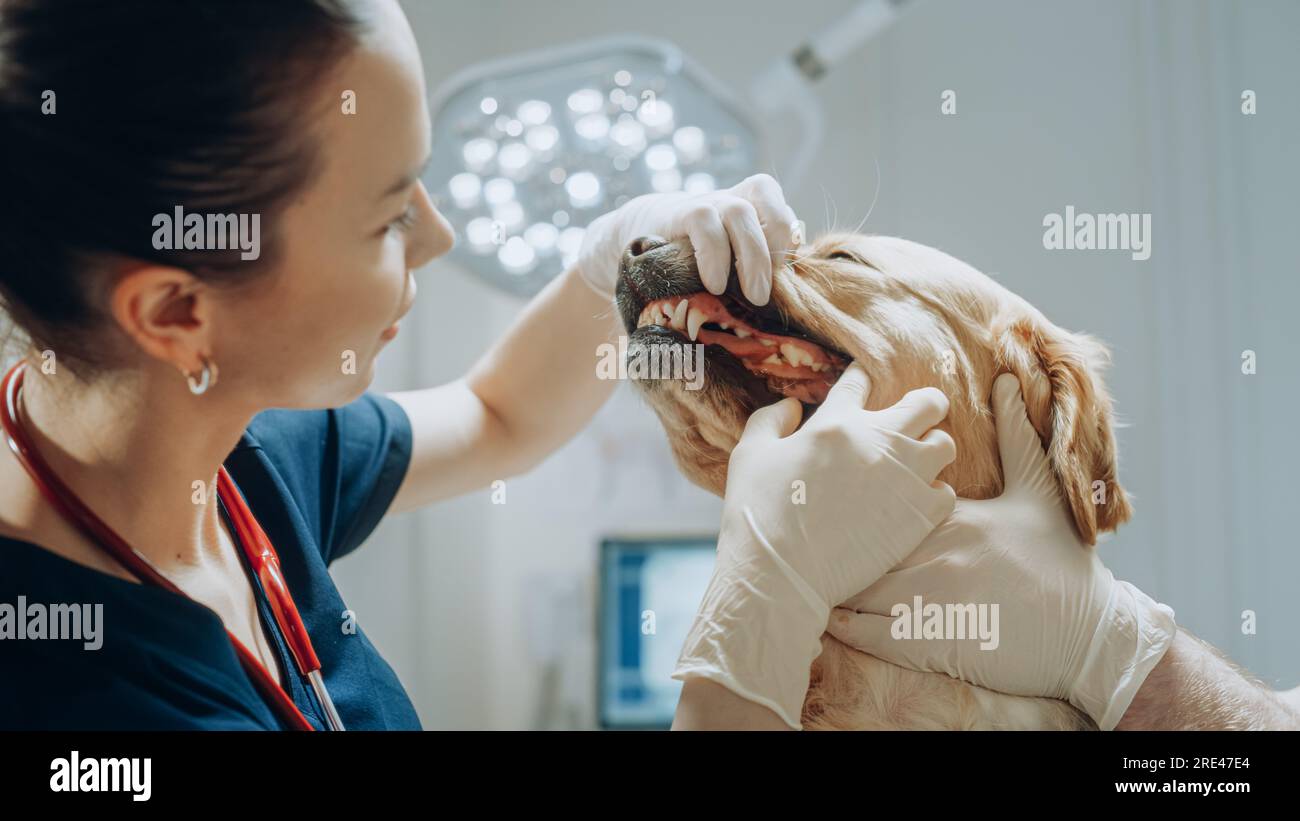 Customer Accompanying Their Domestic Animal at Doctor's Appointment at ...
