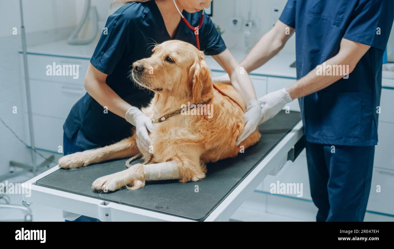 Female and Male Veterinarians Doing Health Check Ups on a Visiting Pet ...