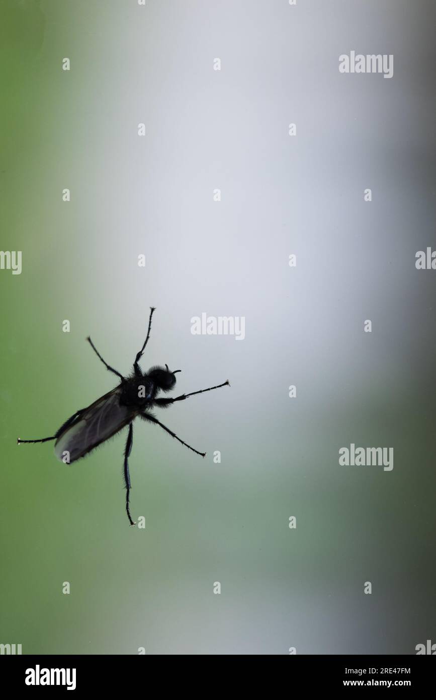 Black fly is on a window glass over blurred green background, macro ...