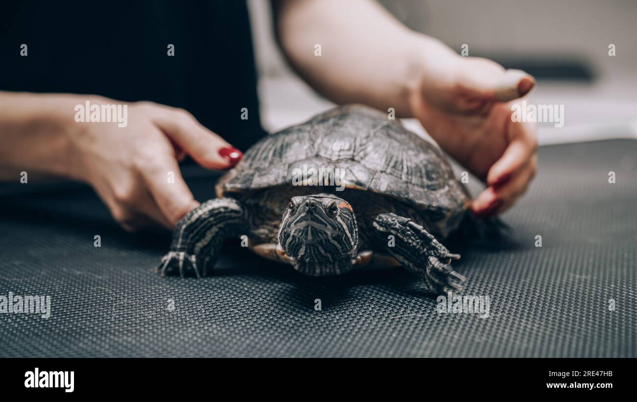 Female and Male Veterinarians Doing Health Check Ups on a Visiting Pet ...