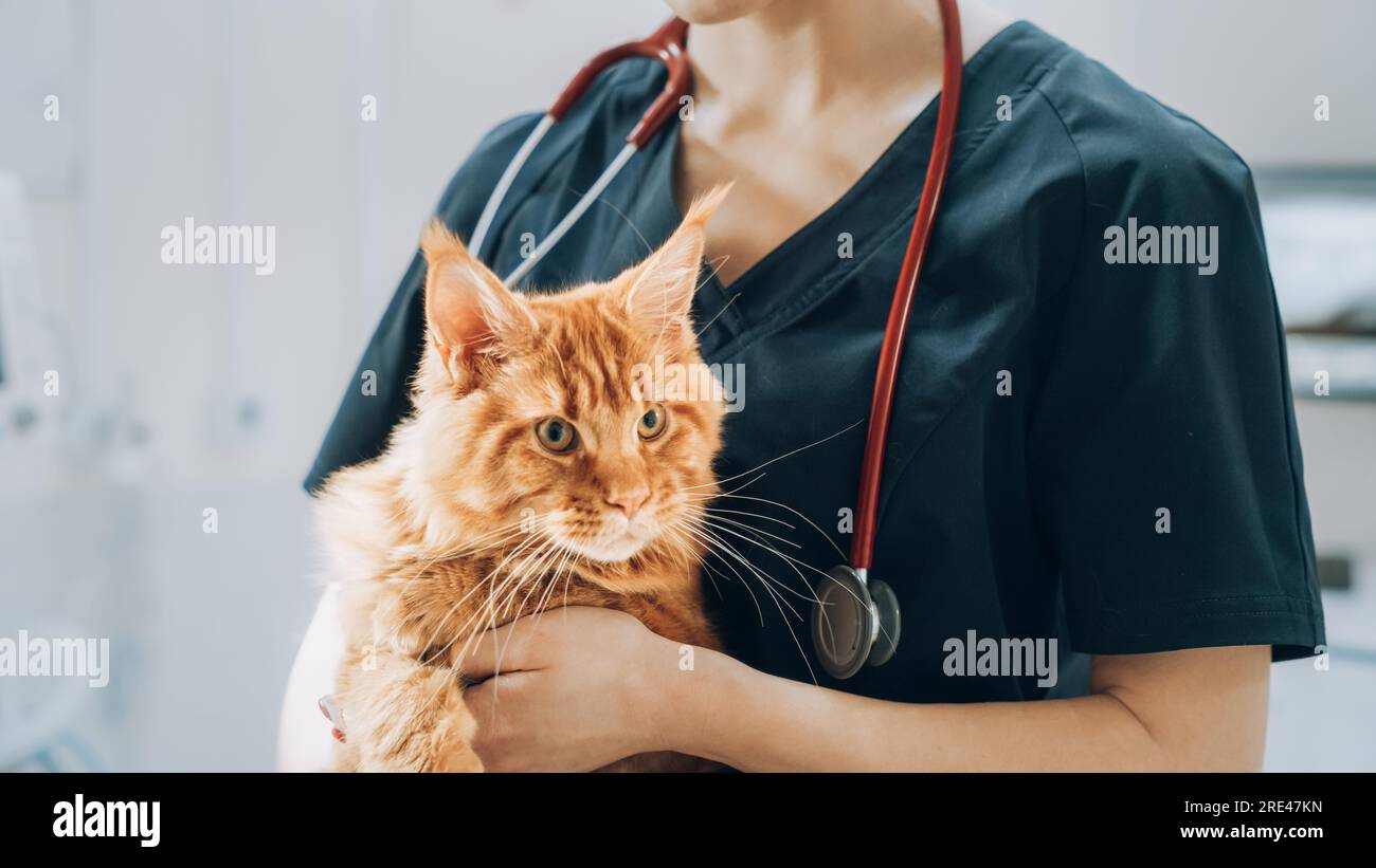 Young Veterinarian Posing with Cute Domestic Animal. Healthy Pet on a ...