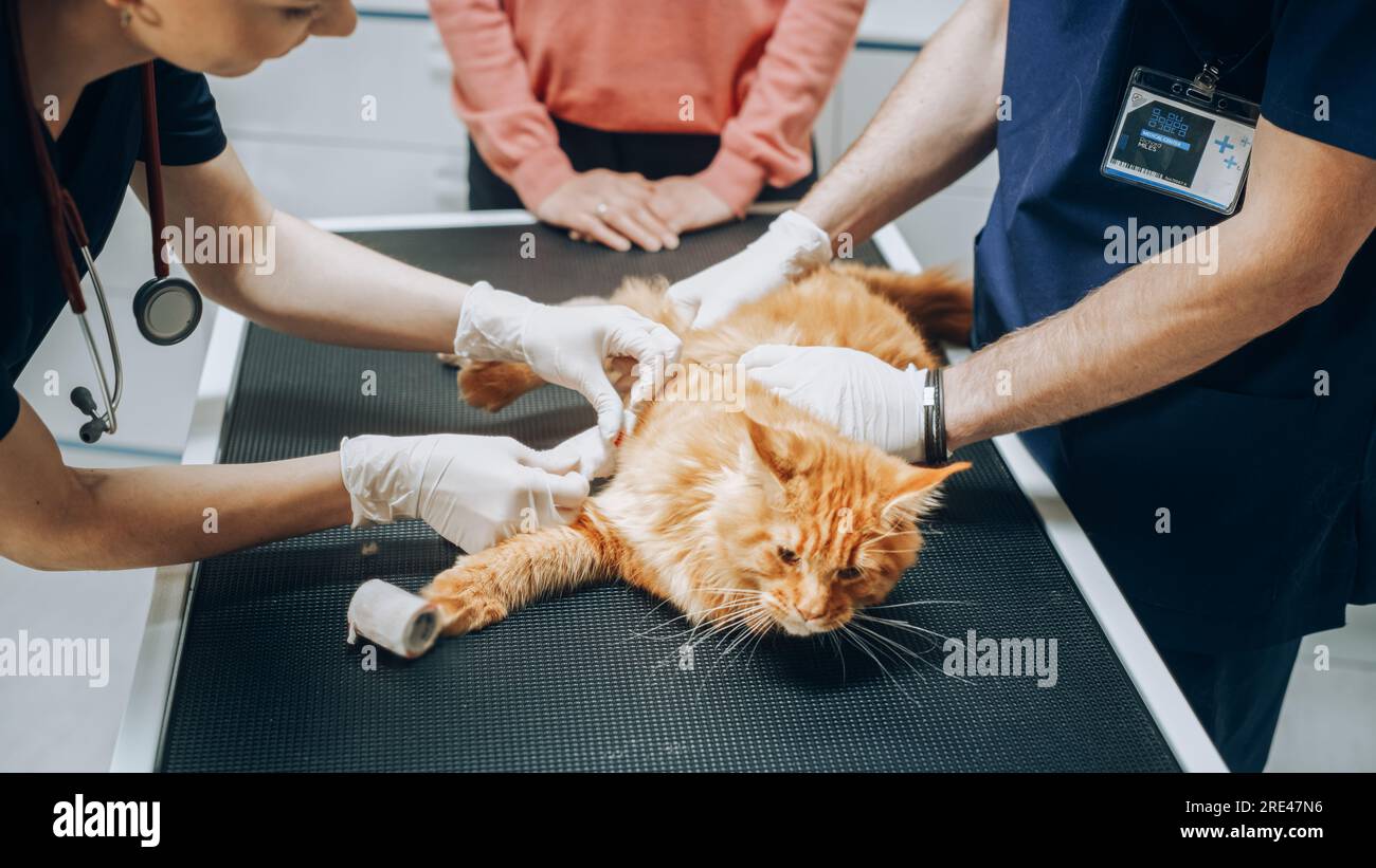 Customer Accompanying Their Domestic Animal at Doctor's Appointment at ...