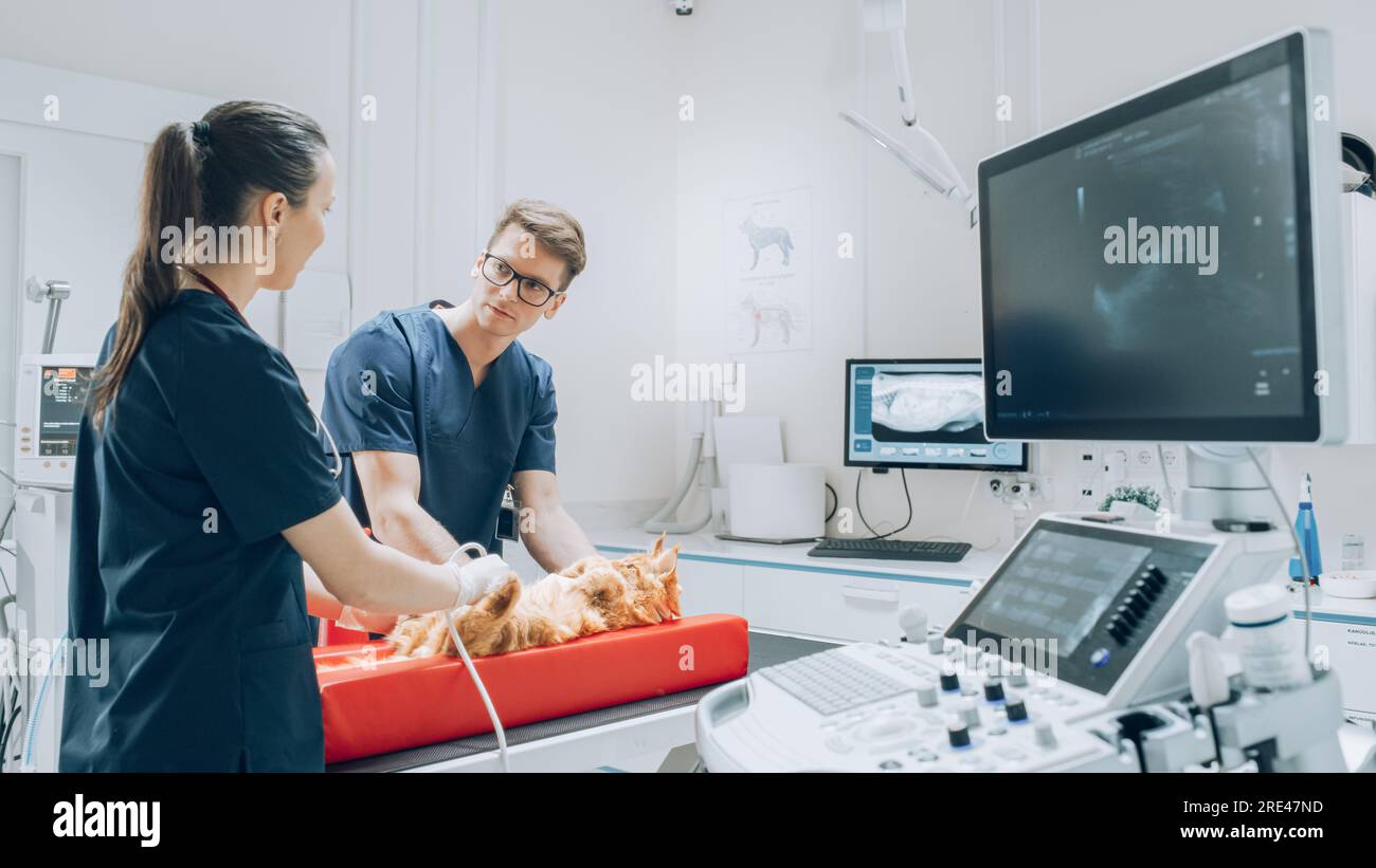 Female and Male Veterinarians Doing Health Check Ups on a Visiting Pet ...