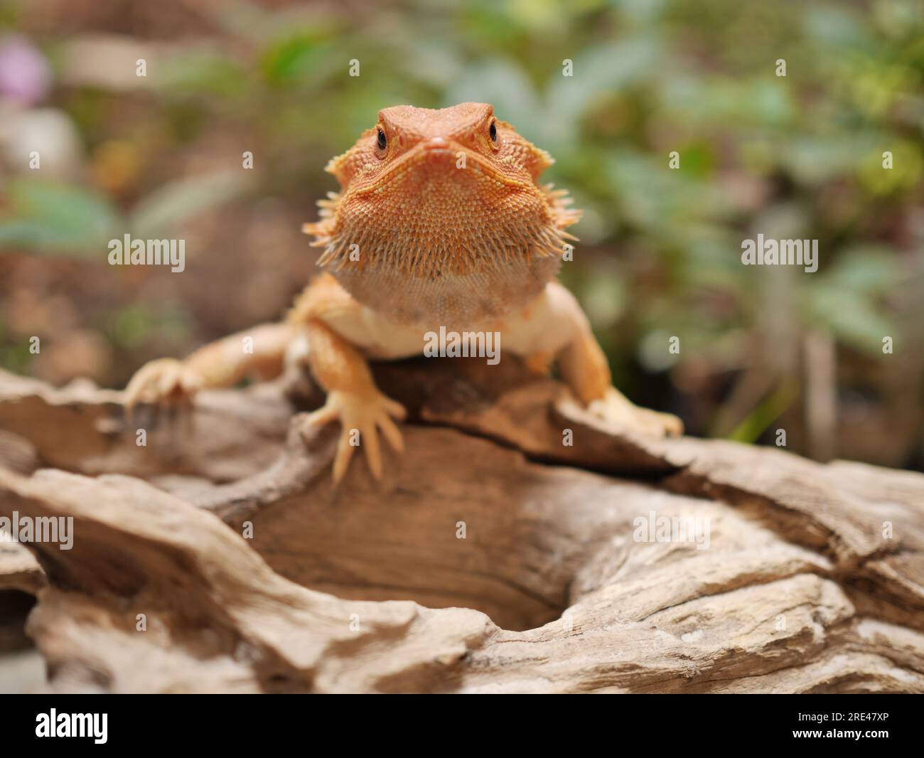 Cute Red Orange Bearded Dragon Posing Cutely Stock Photo - Alamy