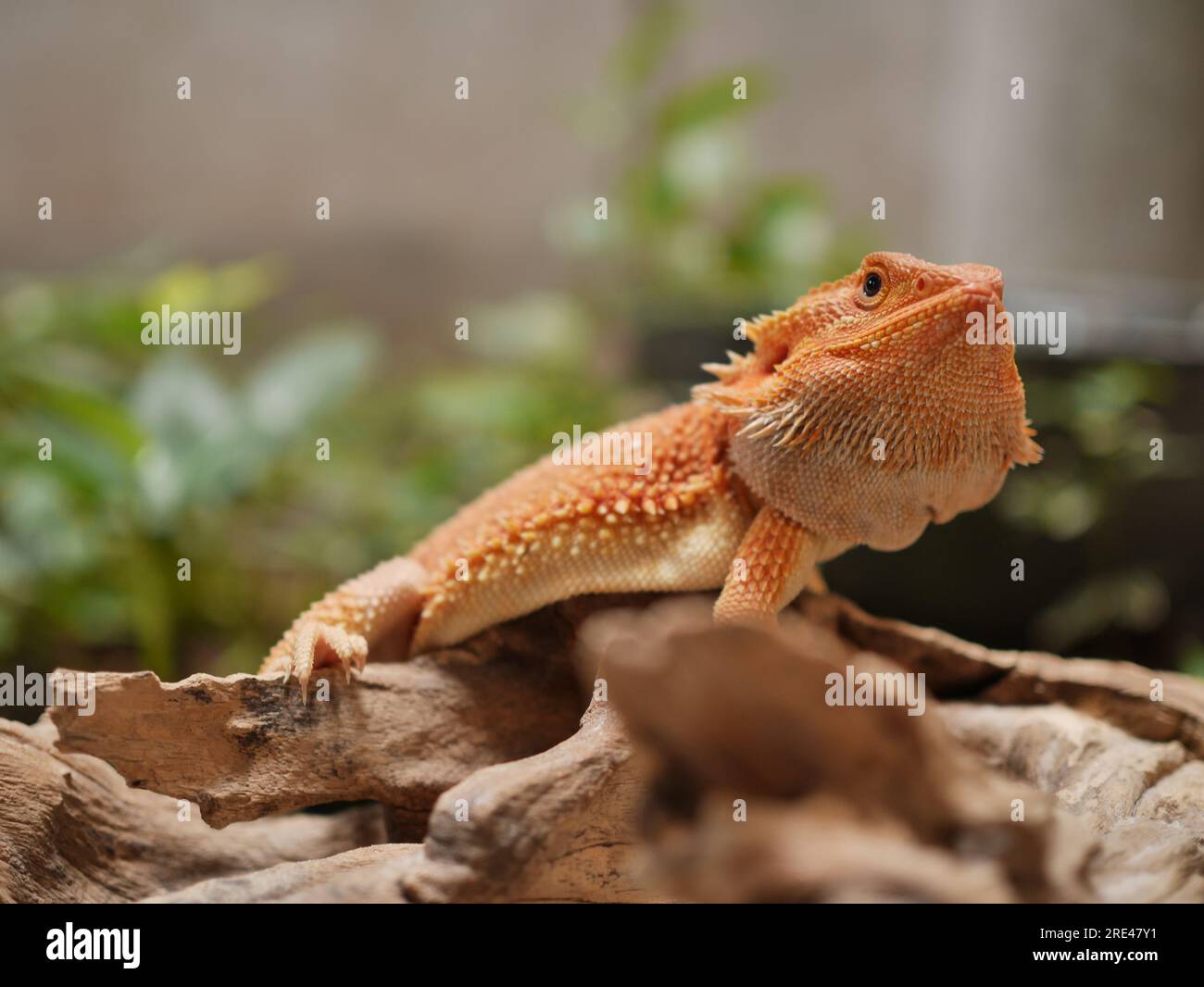 Beardedbackground hi-res stock photography and images - Alamy