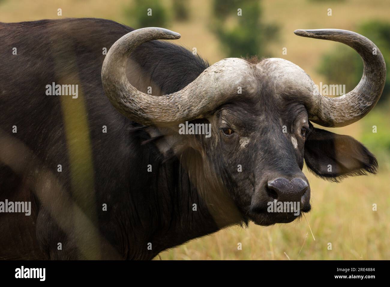 Maasai Mara National Reserve is an area of preserved savannah ...