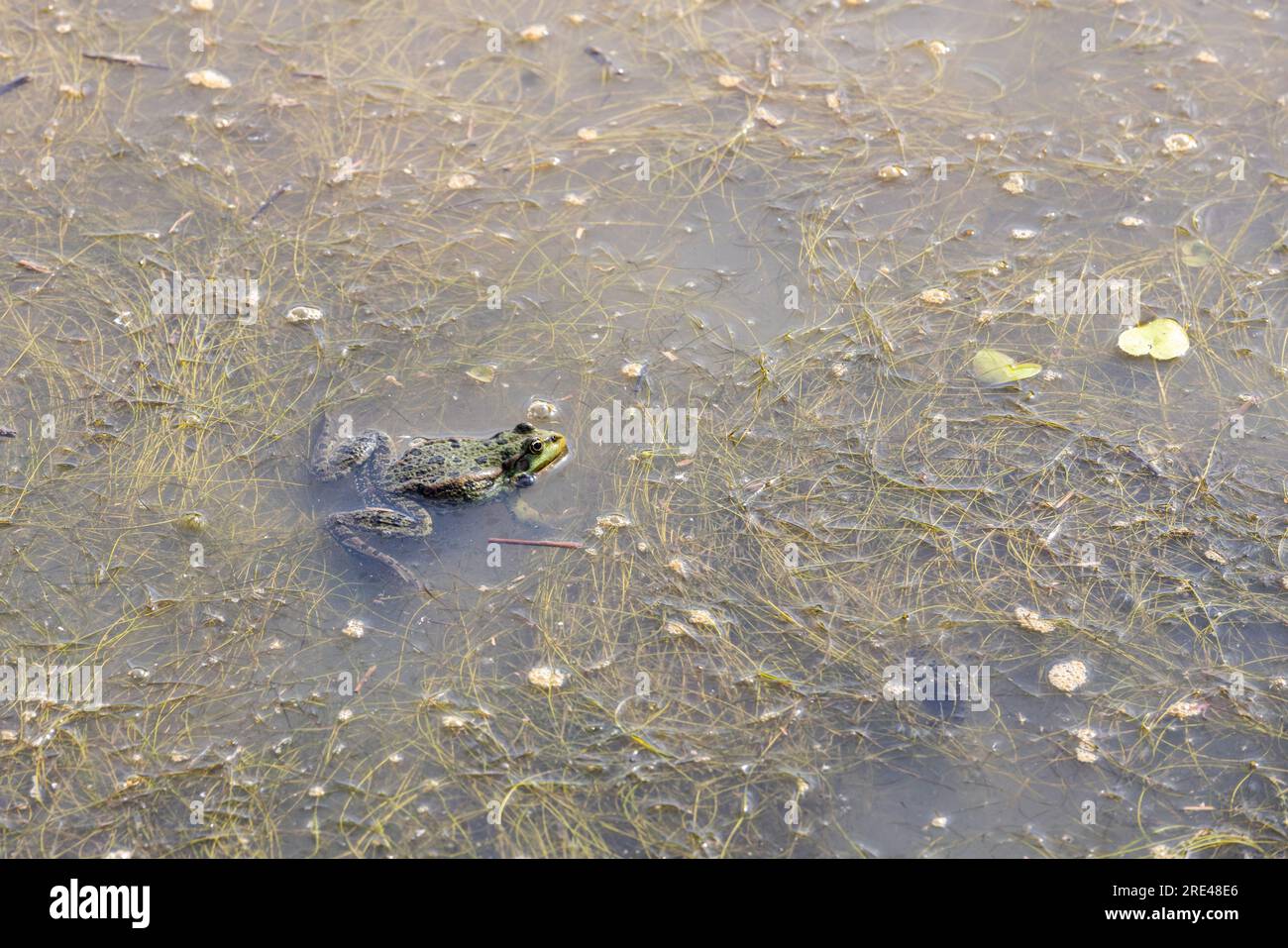 Common frog european top view hi-res stock photography and images - Alamy