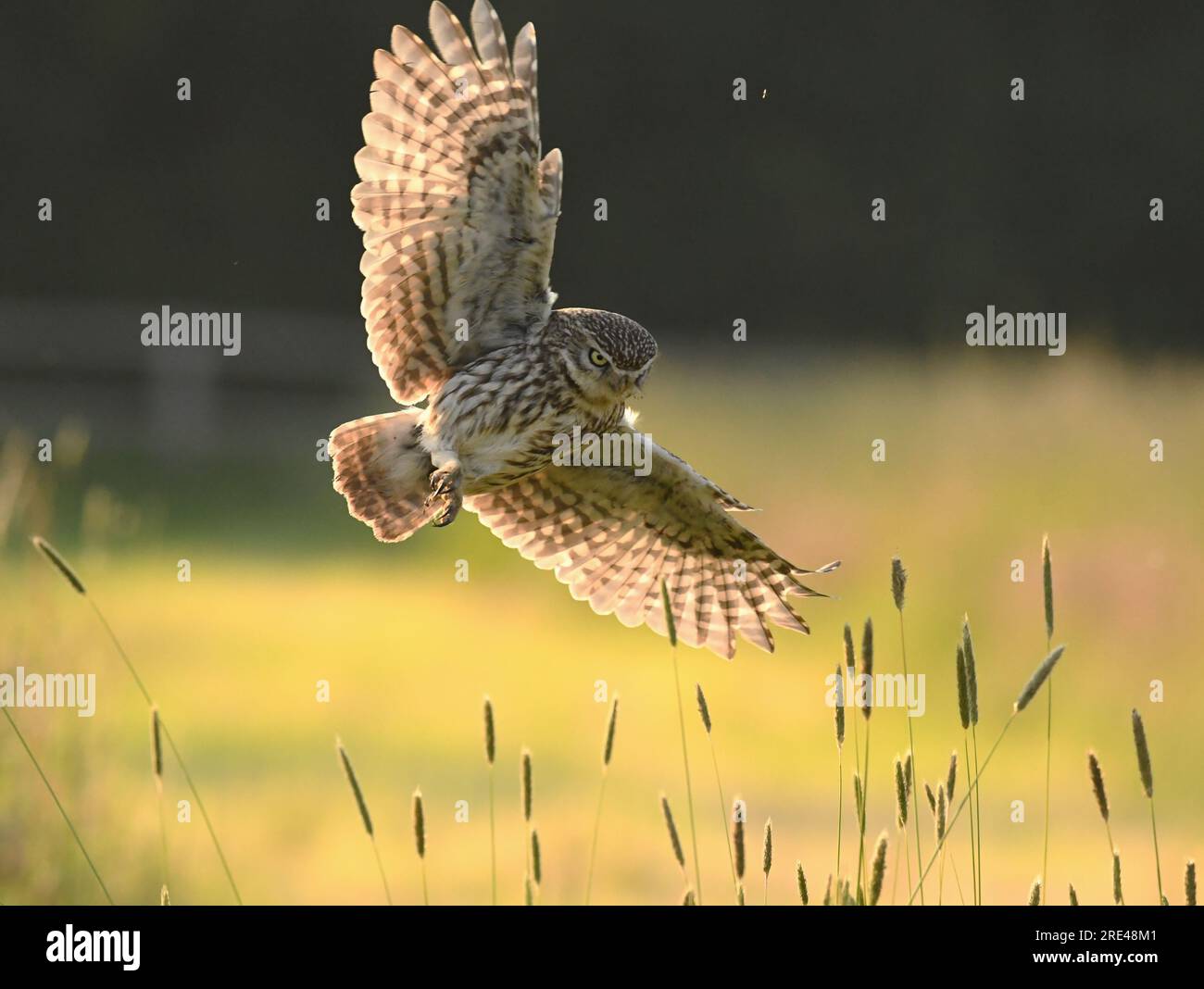 Little Owl in flight over grassland meadow Stock Photo - Alamy