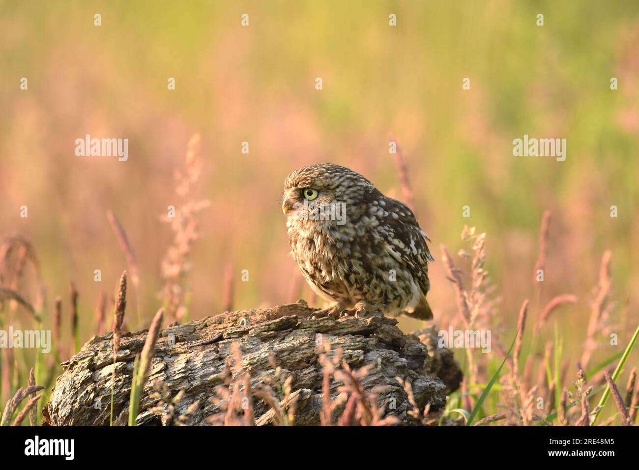 Athene noctual hi-res stock photography and images - Alamy