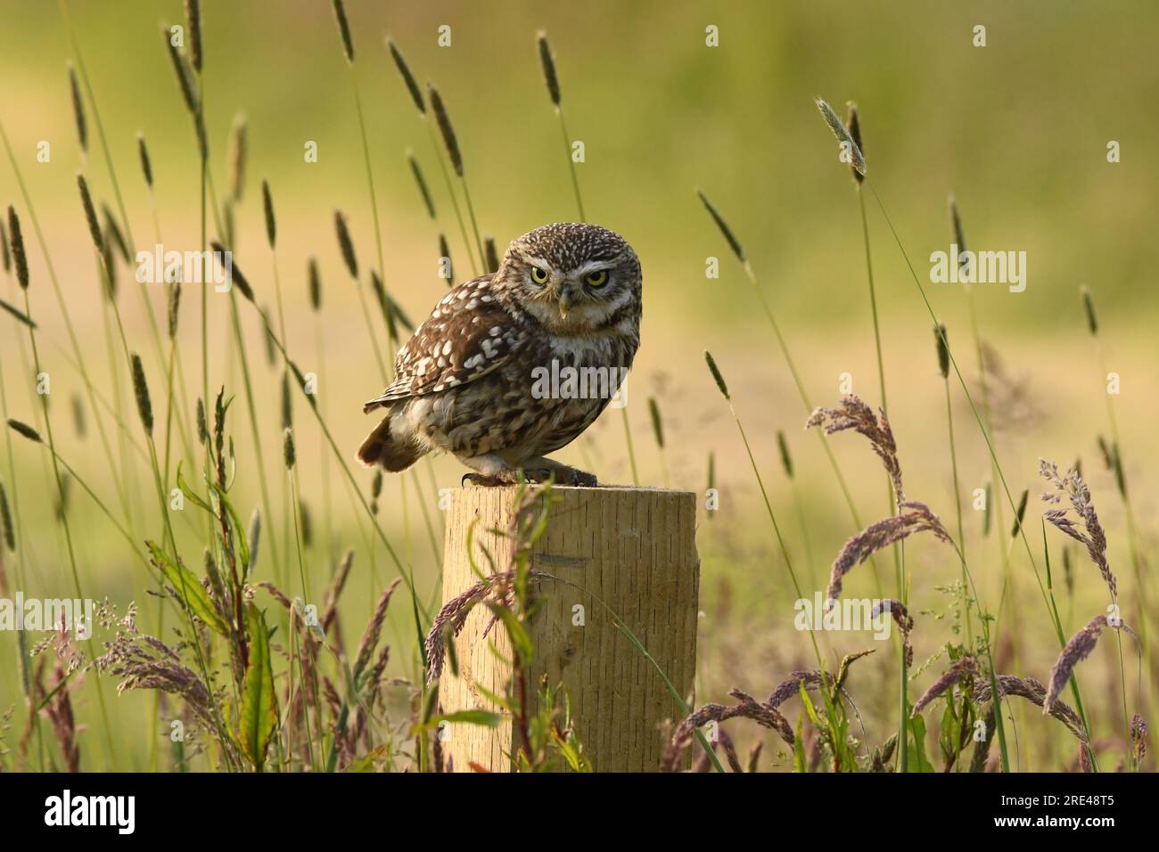 Athene noctual hi-res stock photography and images - Alamy