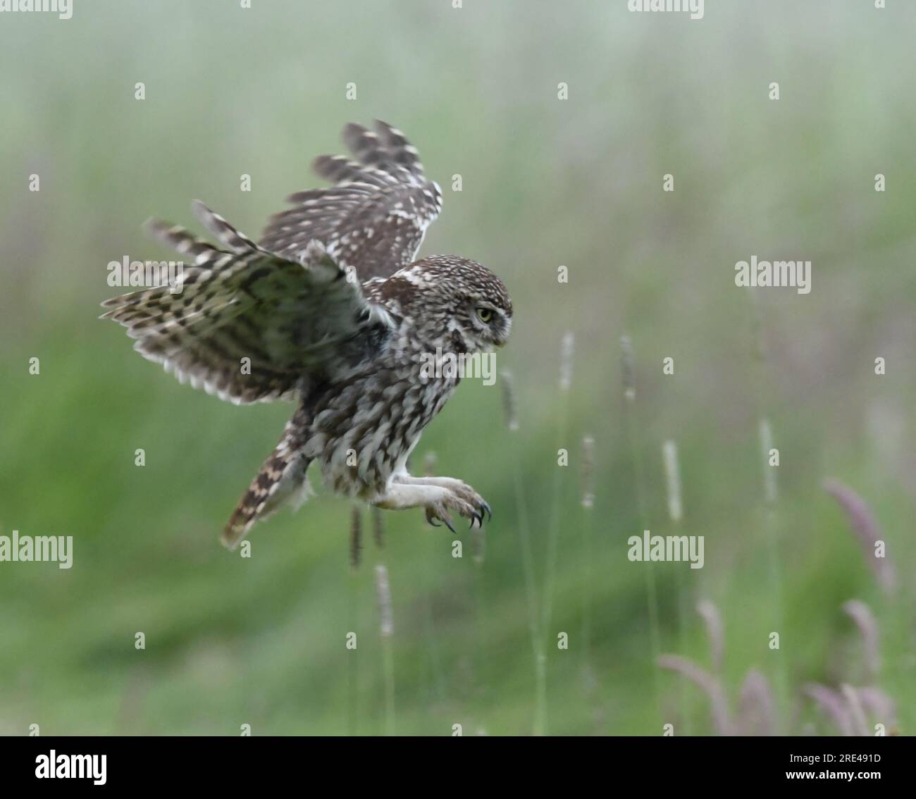 Little owl in the uk hi-res stock photography and images - Alamy