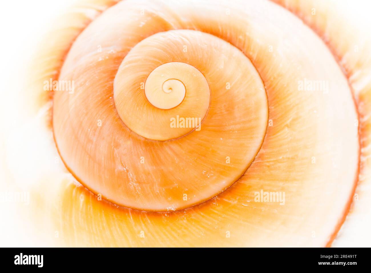 Atlantic natica shell hi-res stock photography and images - Alamy