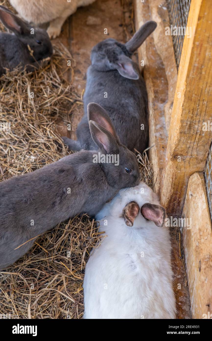 Different fluffy rabbits in the paddock lie resting and eating from ...