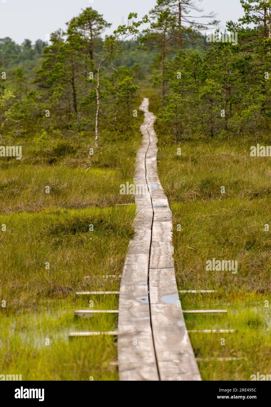 landscape with wooden wet pathway through swamp wetlands with small ...