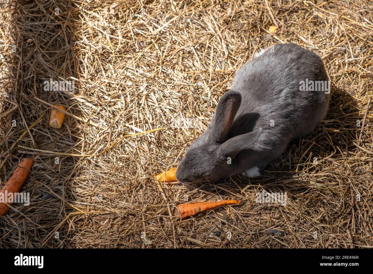 Different fluffy rabbits in the paddock lie resting and eating from ...
