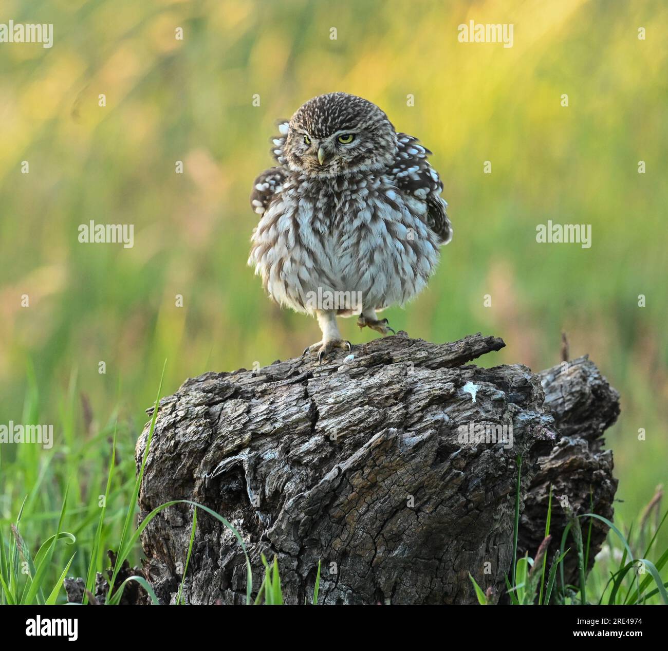 Stern little owl hi-res stock photography and images - Alamy