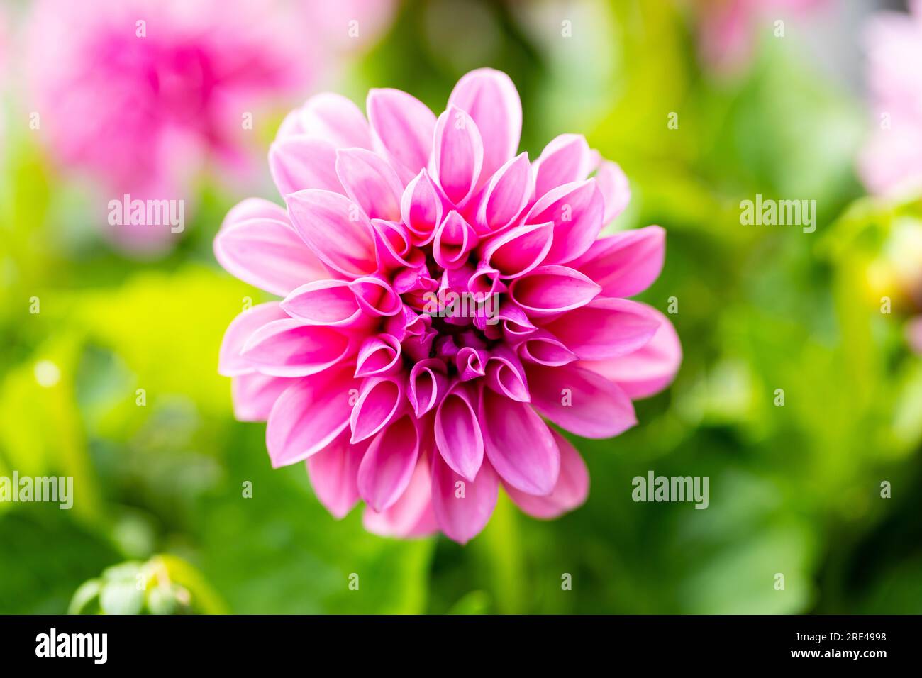 Dali flower hi-res stock photography and images - Alamy