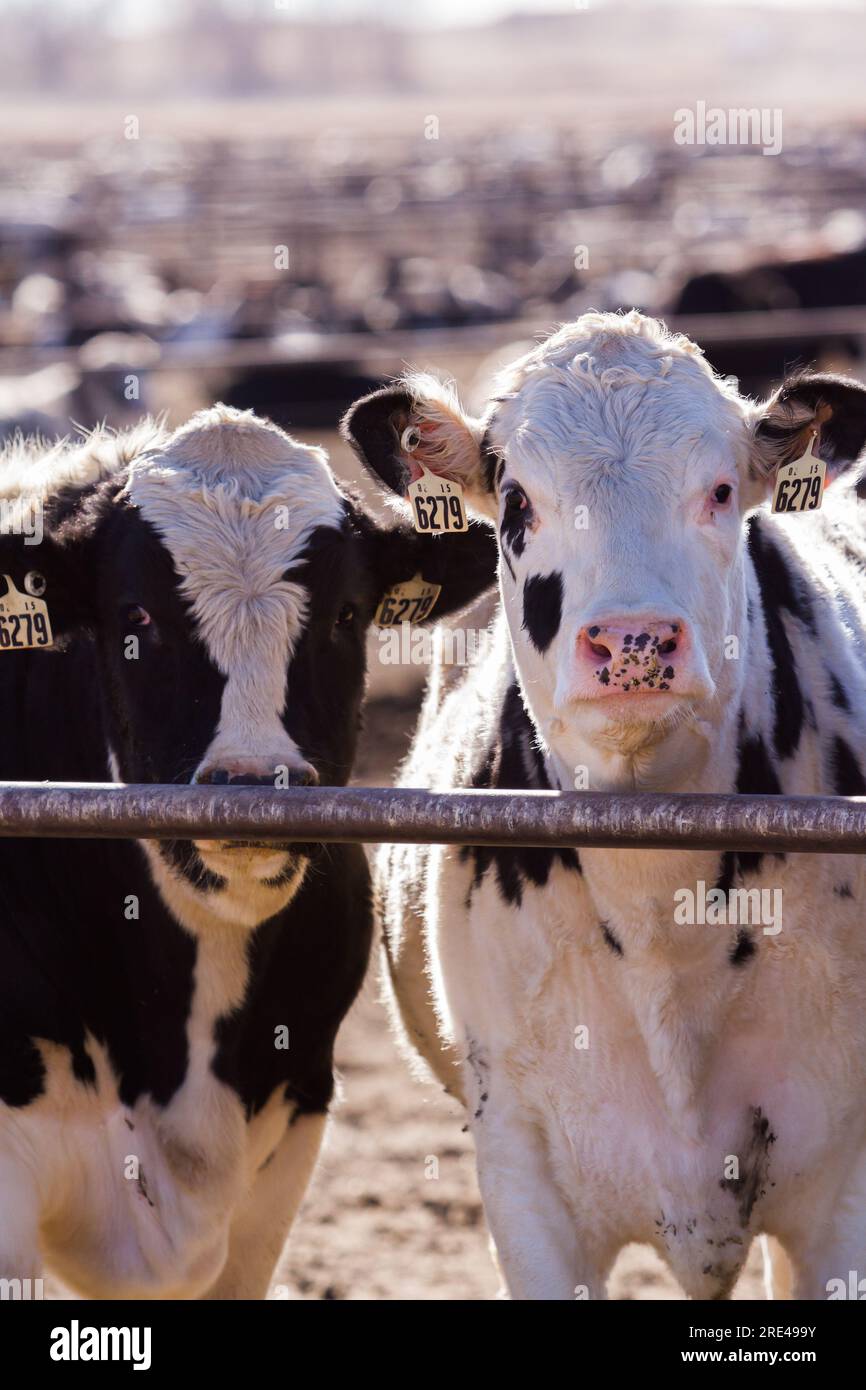 Cattle in outdoor feedlot Stock Photo - Alamy