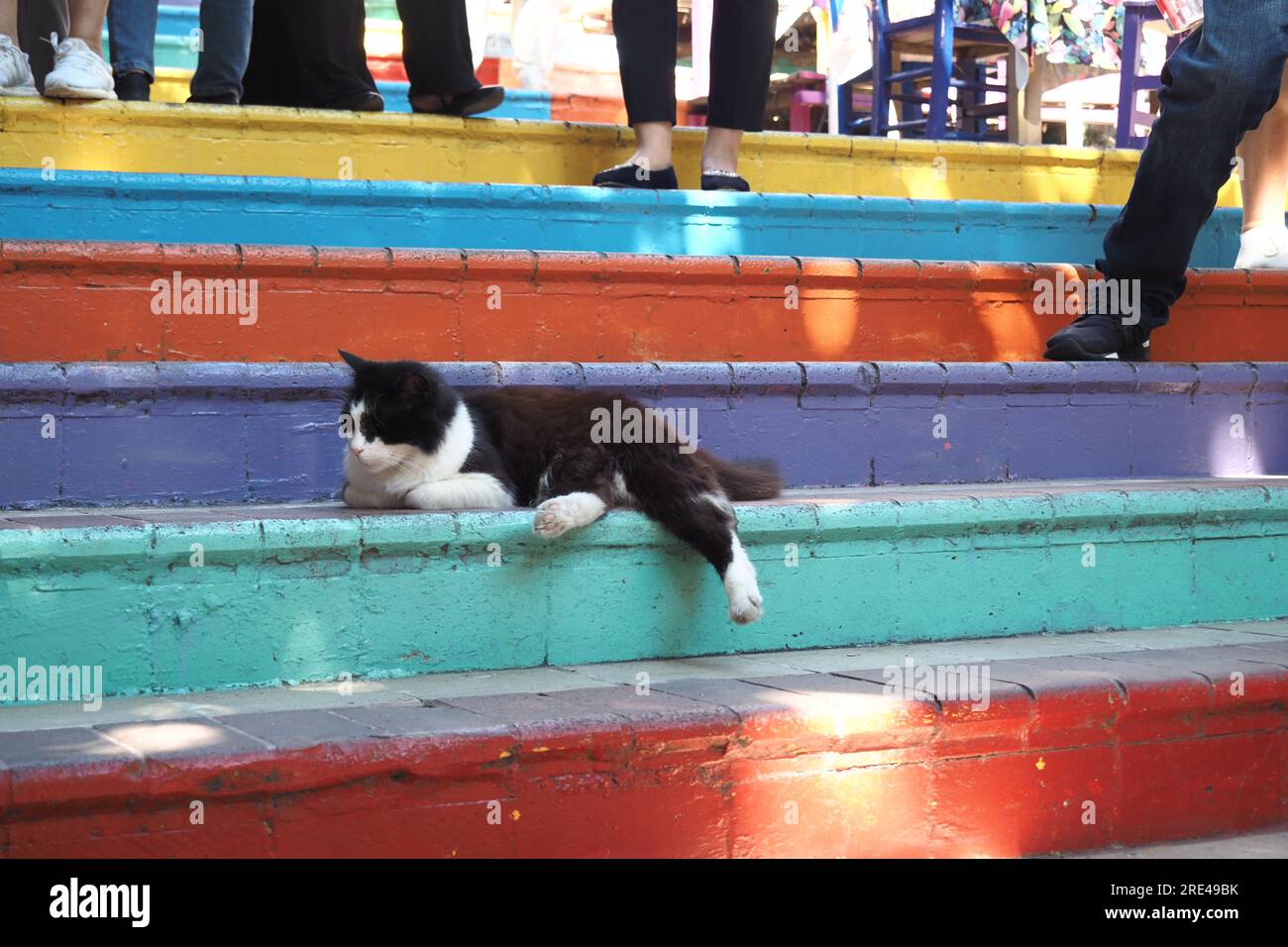 Cat cafe istanbul hi-res stock photography and images - Alamy
