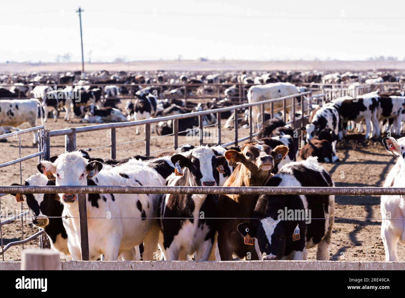 Cattle in outdoor feedlot Stock Photo - Alamy