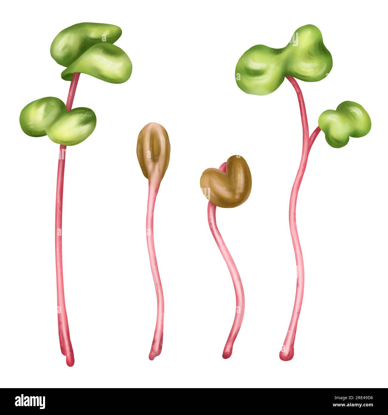 Illustration of a micro-green radish in watercolor style. Young seed ...