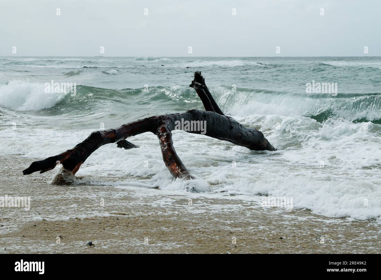 Dead tree in water, minimal landscape, beautiful dramatic seascape ...
