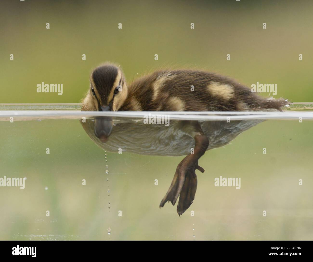 Ducks swimming along in water hi-res stock photography and images - Alamy