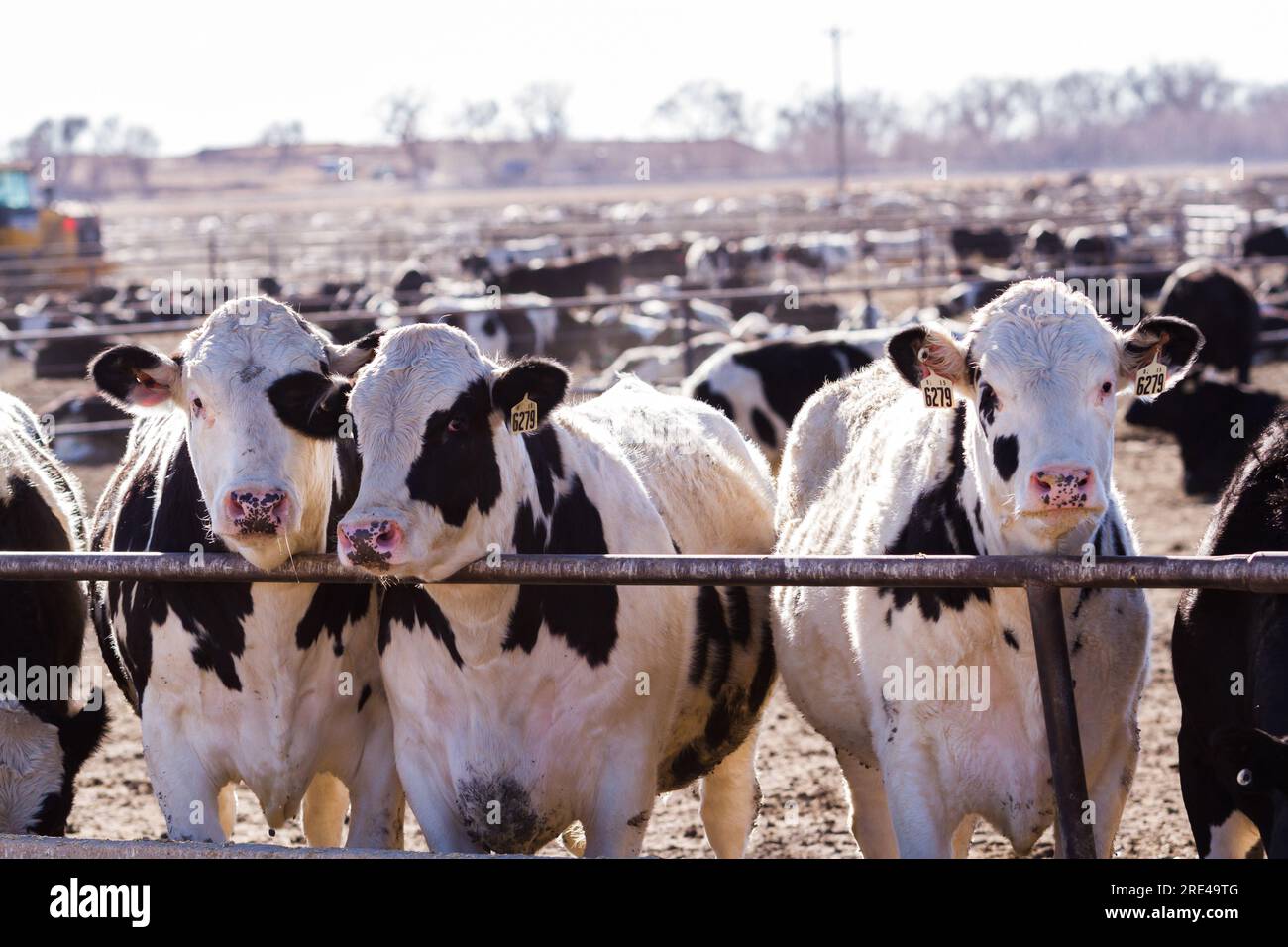 Cattle in outdoor feedlot Stock Photo - Alamy