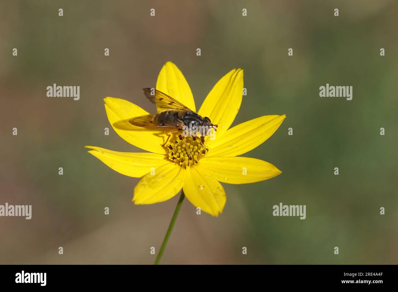 Female Ferdinandea cuprea of the family hoverflies (Syrphidae) on a ...