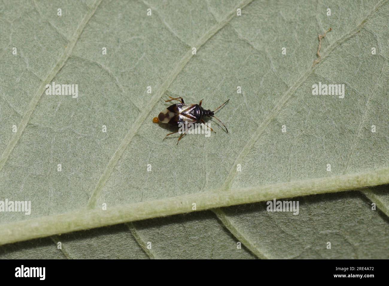 Common flower bug (Anthocoris nemorum). Subfamily Anthocorinae. Family ...