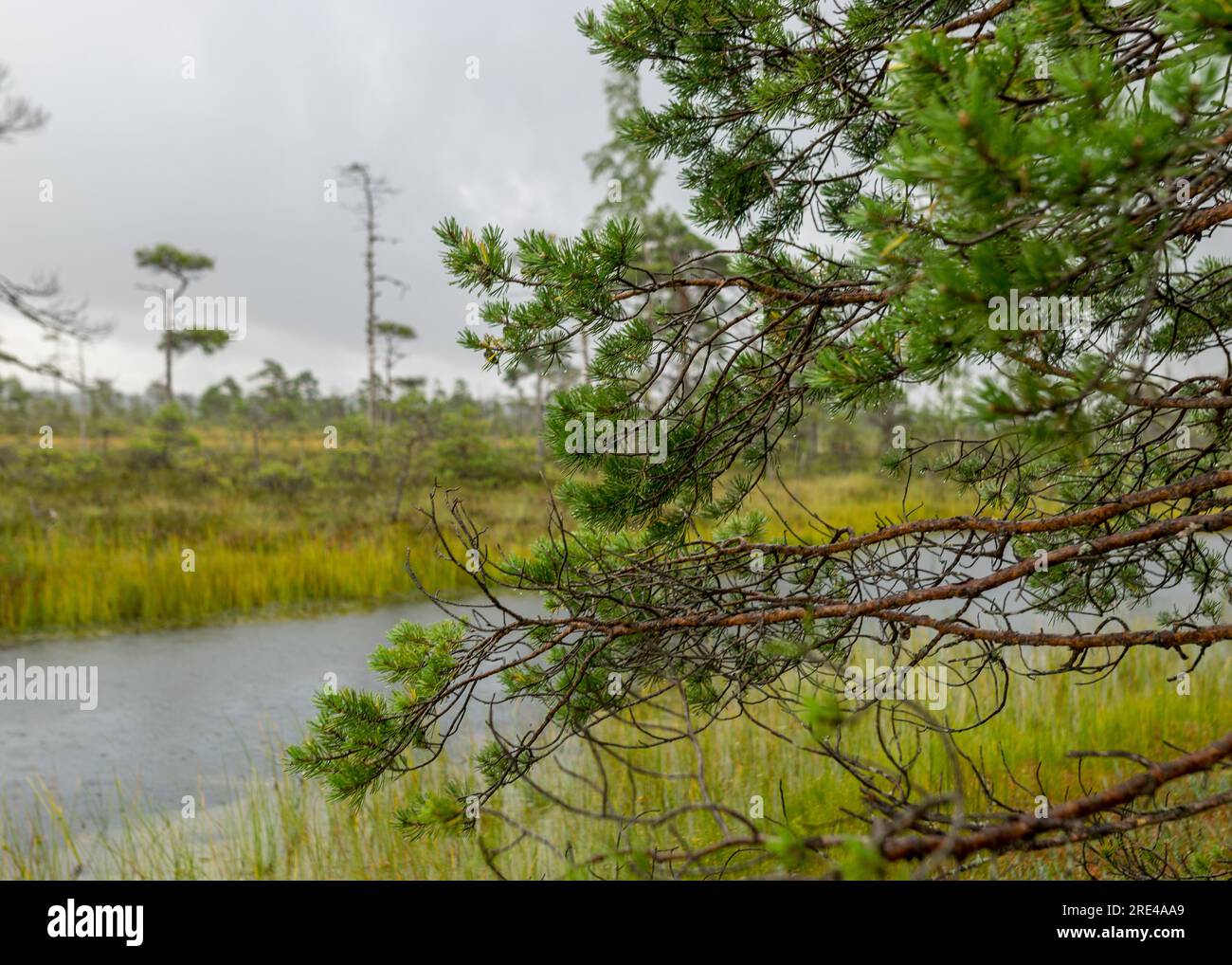 Rainy and gloomy day in the bog, traditional bog landscape with wet ...