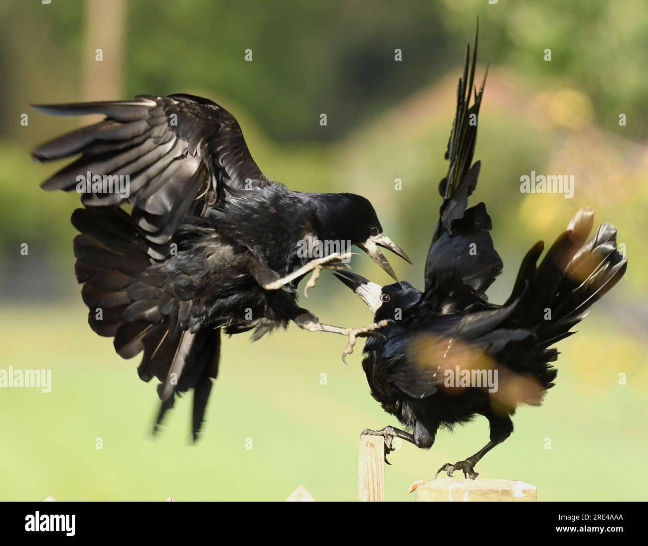 Rooks fighting hi-res stock photography and images - Alamy