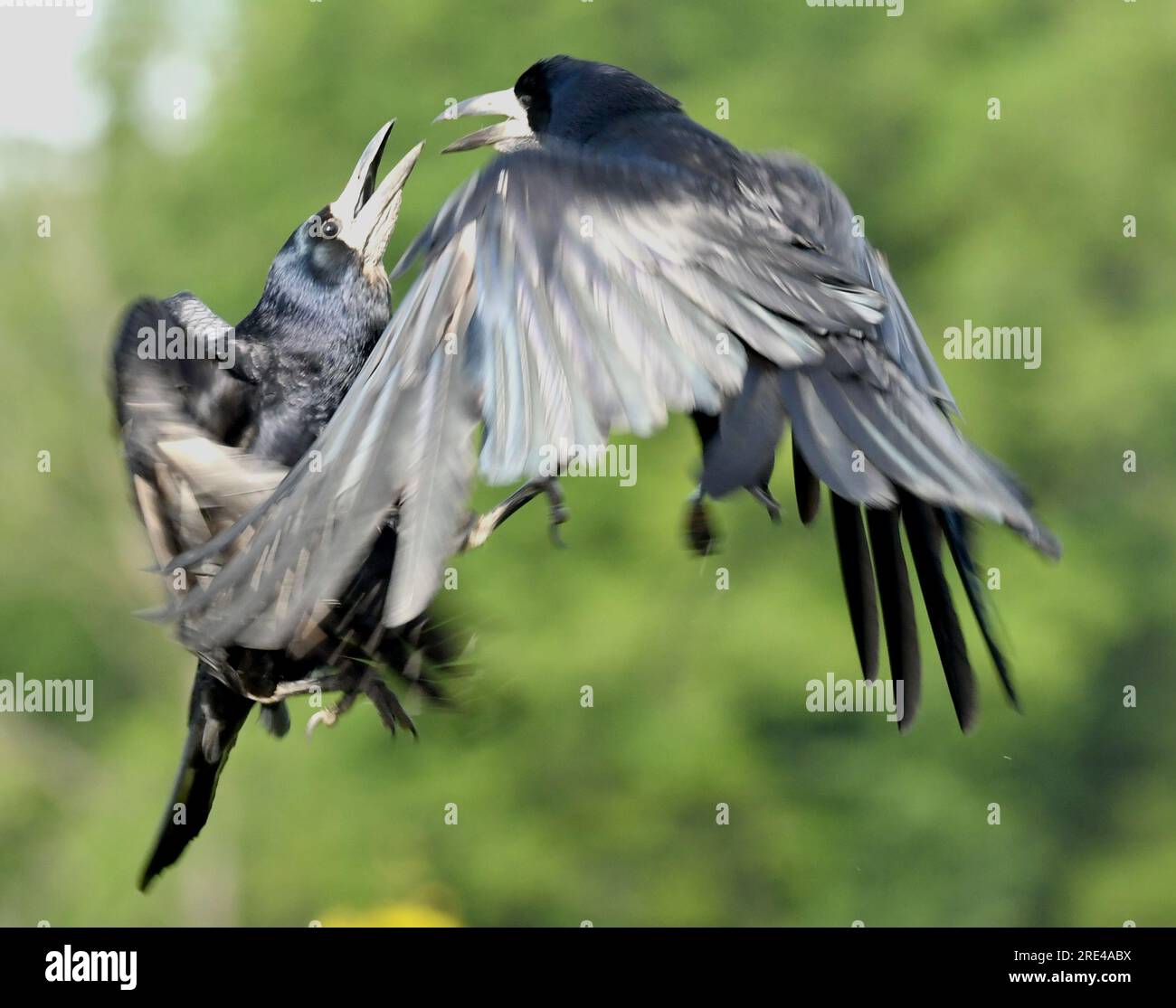 Rooks fighting hi-res stock photography and images - Alamy
