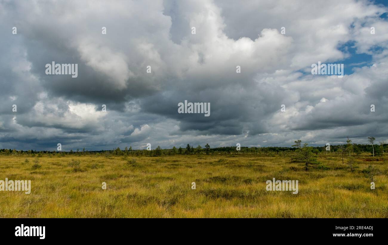 traditional summer landscape from a swamp, white cumulus clouds. Bright ...