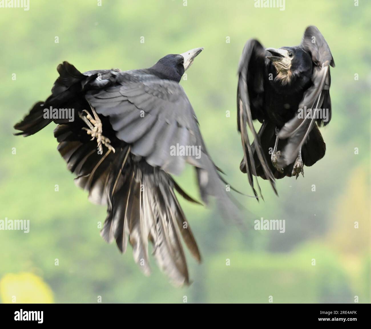 Rooks fighting hi-res stock photography and images - Alamy