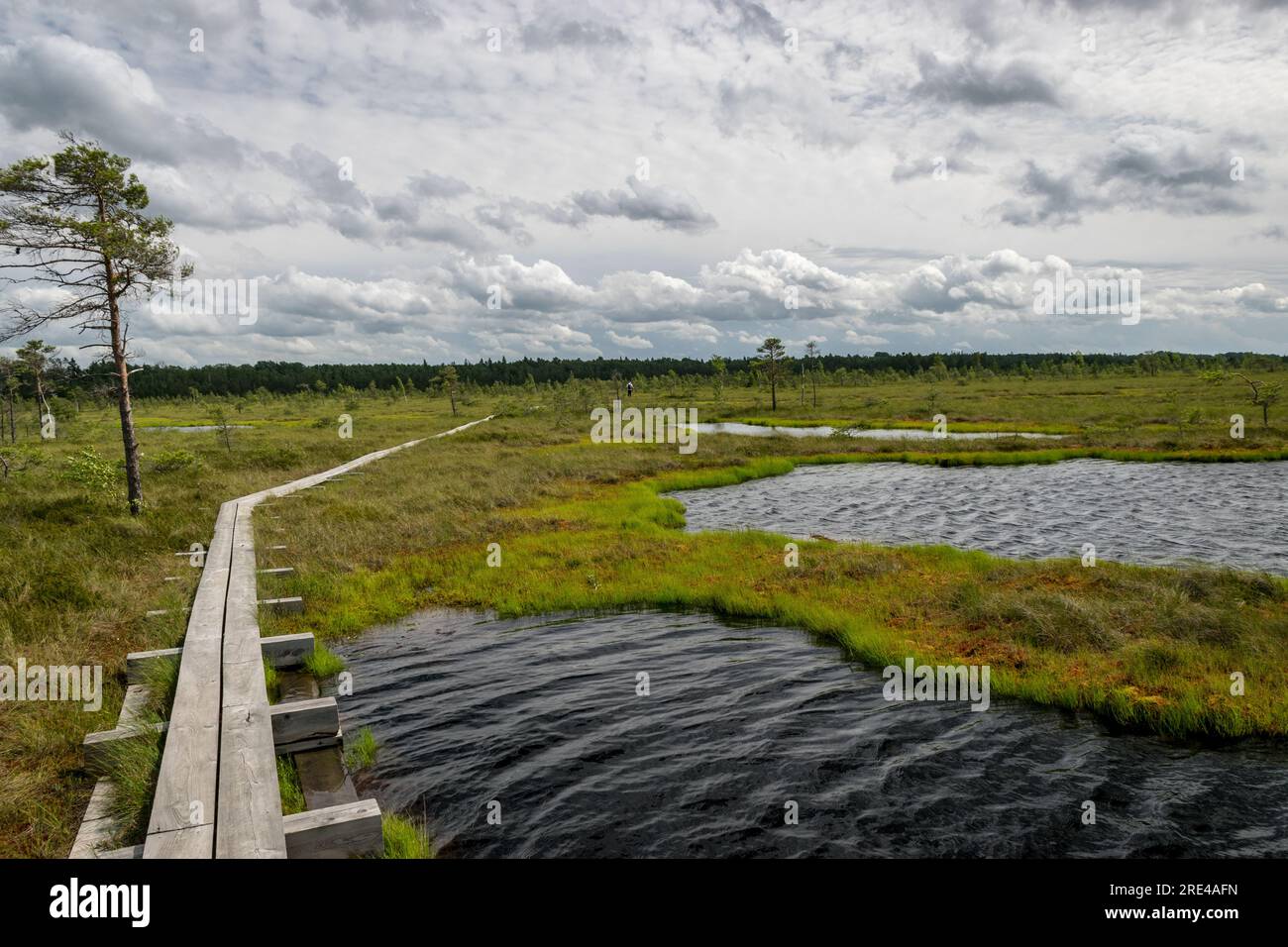 beautiful summer landscape with bog background and traditional ...