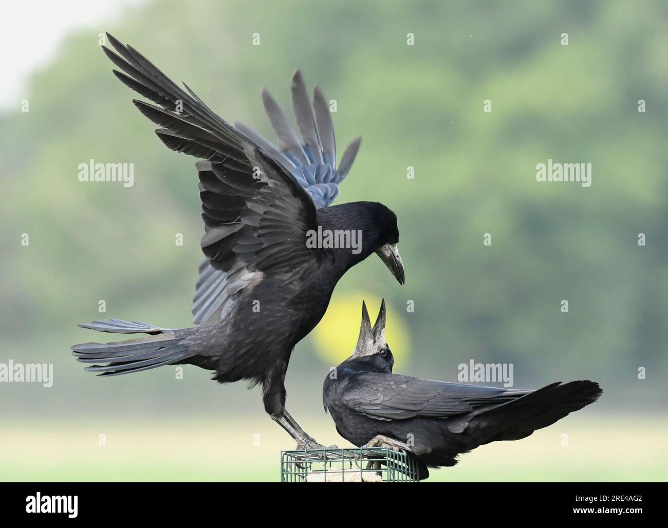 Rooks Fighting in flight over the Countryside in Essex Stock Photo - Alamy