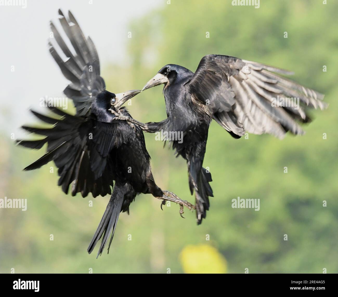 Crows fighting hi-res stock photography and images - Alamy