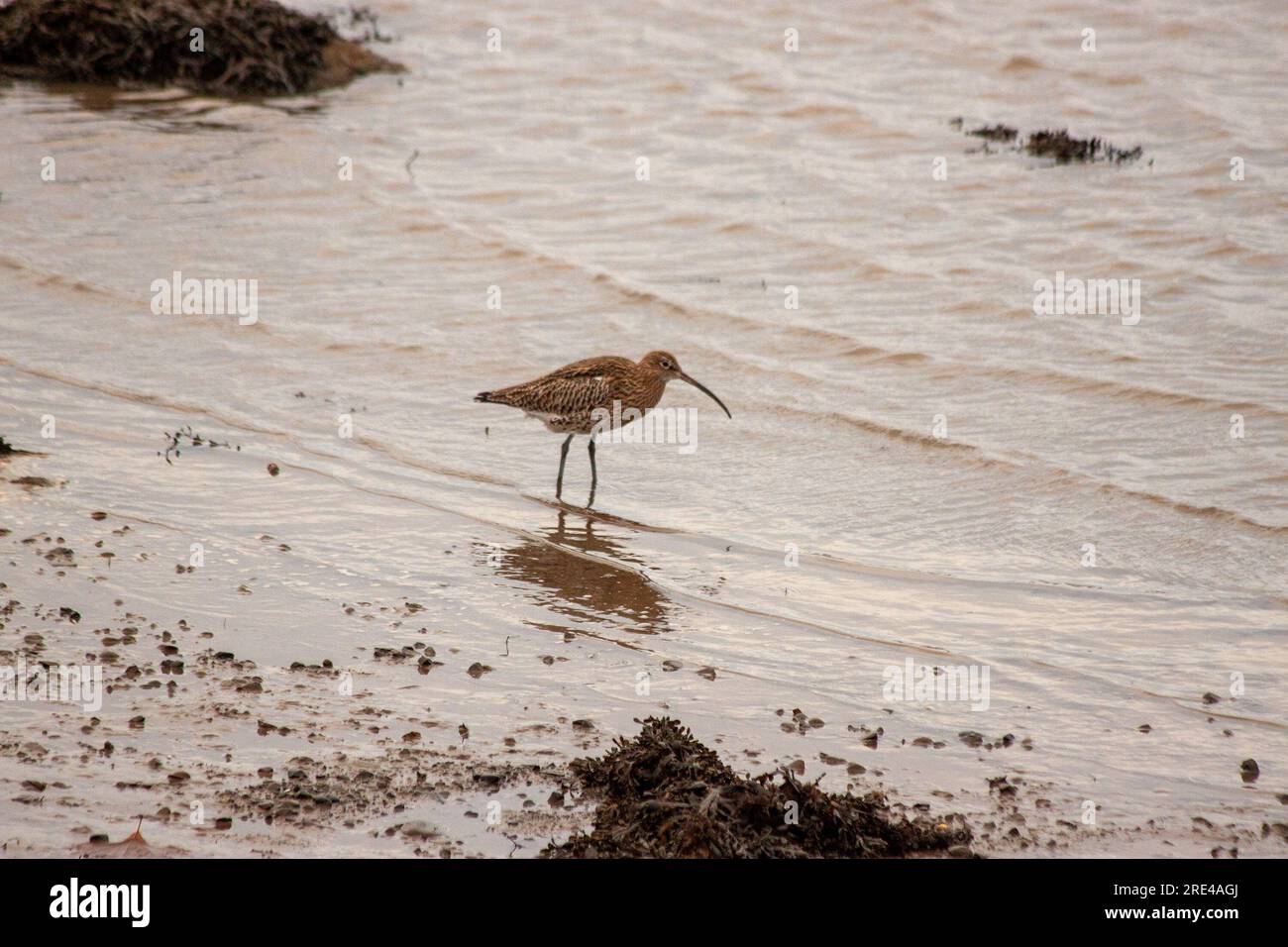 Meet the Eurasian Curlew, a magnificent wader spotted off Bull Island ...