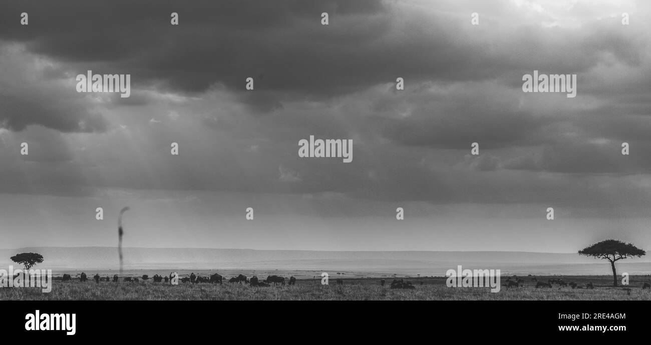 Maasai Mara National Reserve is an area of preserved savannah ...