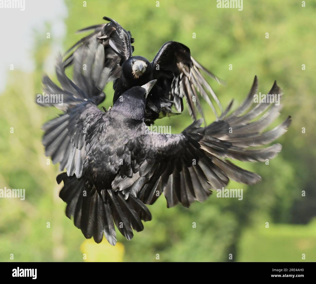 Rooks Fighting in flight over the Countryside in Essex Stock Photo - Alamy