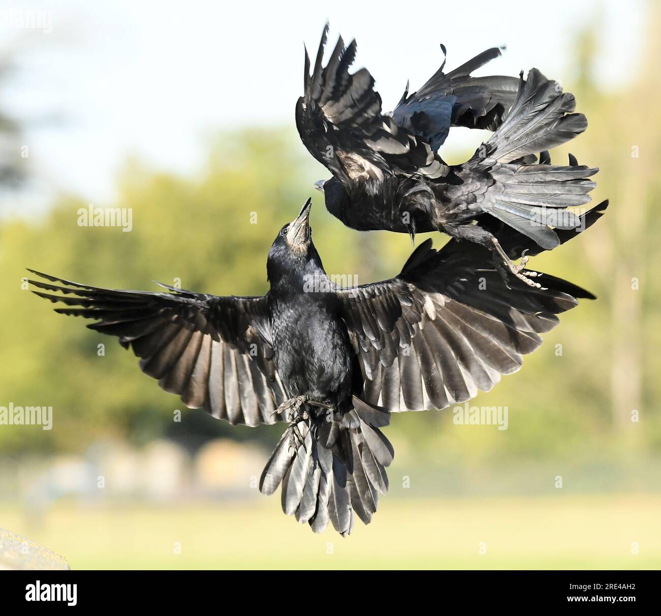 Rooks Fighting in flight over the Countryside in Essex Stock Photo - Alamy