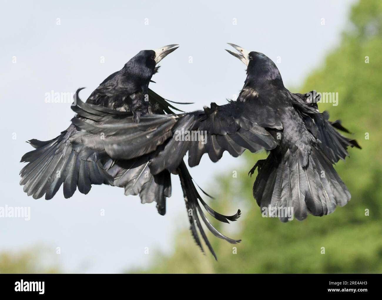 Flying rooks hi-res stock photography and images - Alamy